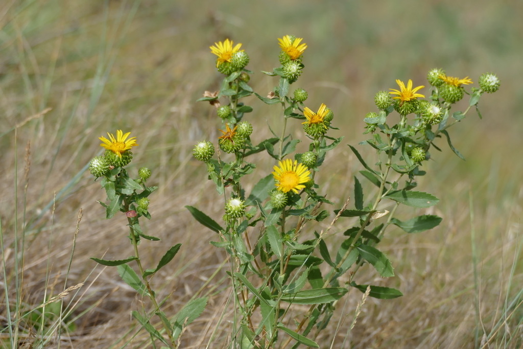 Curlycup Gumweed (Grindelia squarrosa) - Botanical Realm