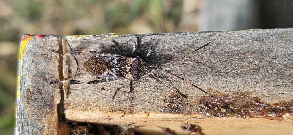 Western Conifer Seed Bug from Walla Walla, WA 99362, USA on March 30 ...