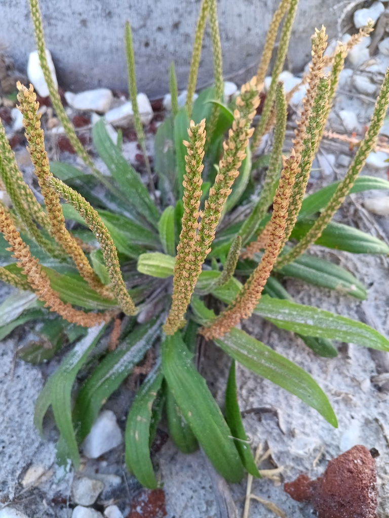 dwarf plantain from Estero Blvd @ Lagoon St-NB 1, Fort Myers Beach, FL ...