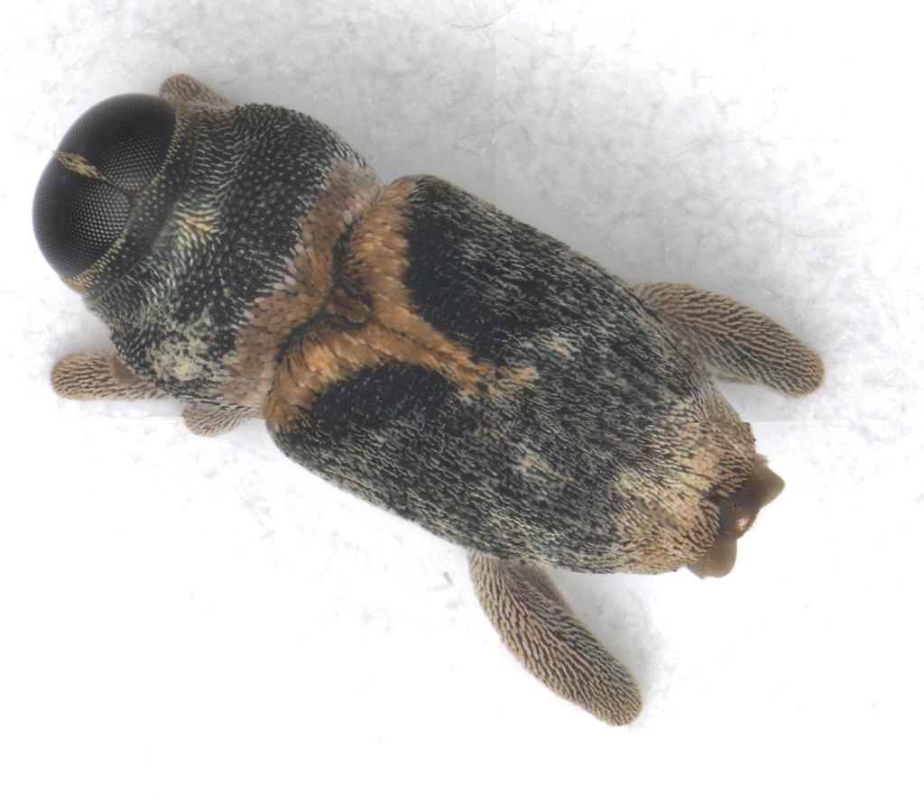 Conoderinae from Khao Yai National Park (KY), Thailand on November 17 ...