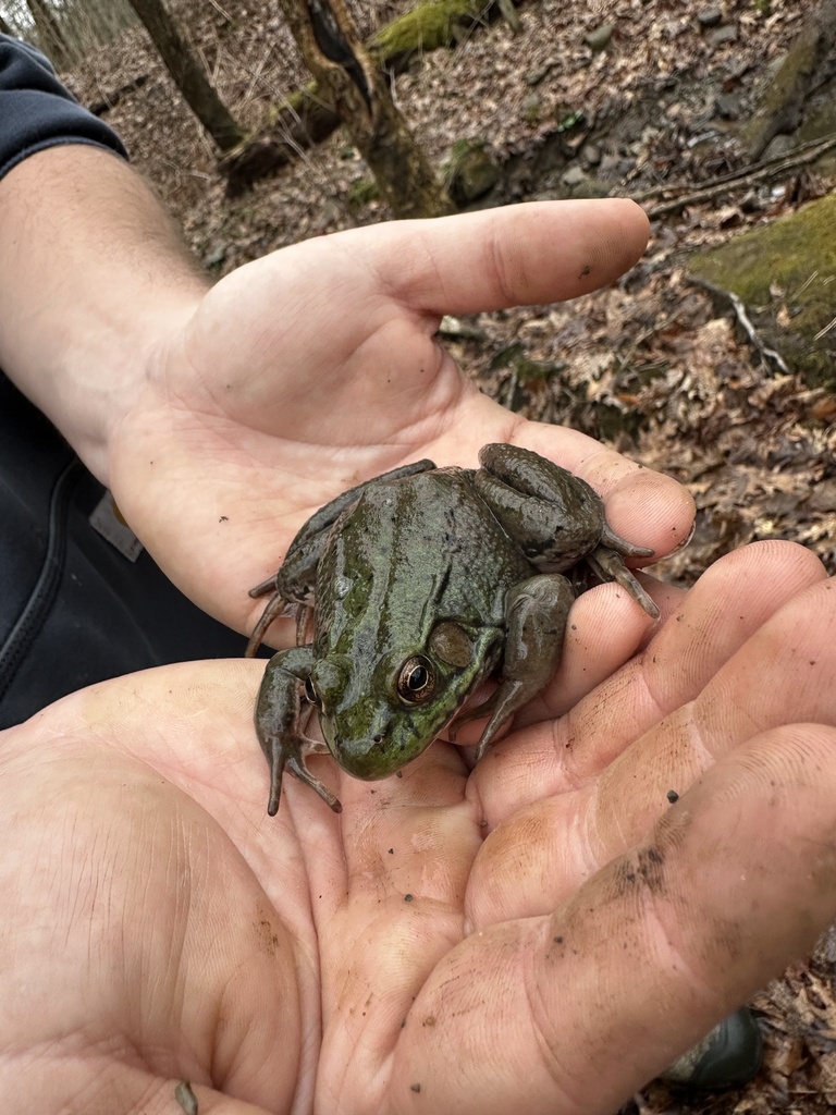 Green Frog from Cora Clark Park, Meadville, PA, US on March 30, 2025 at ...