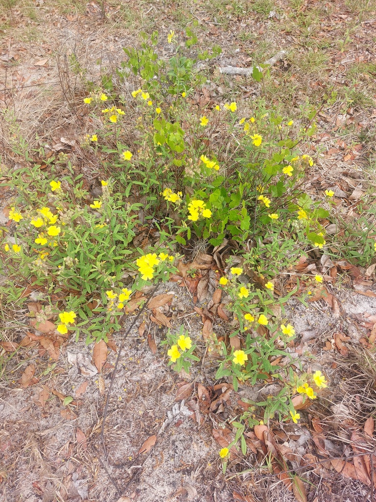Pine Barren Frostweed from Florida, Pasco, Aripeka area, Aripeka ...