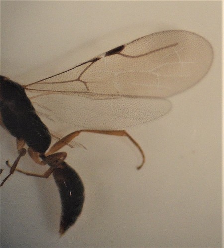 Austranesia tofti · iNaturalist