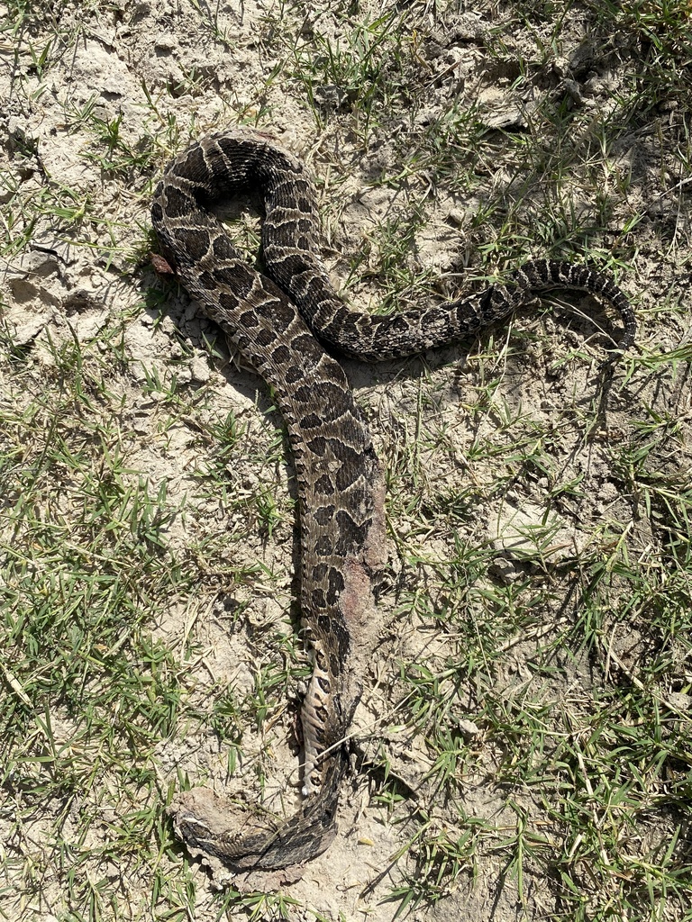 Urutu Lancehead from Entre Ríos, AR on March 30, 2025 at 02:59 PM by ...