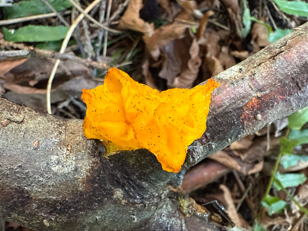 witch's butter in March 2025 by ym_wang_pnw · iNaturalist