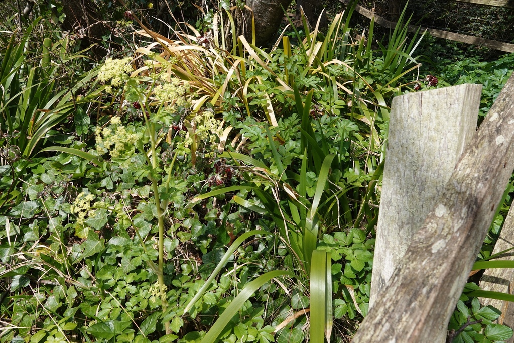 Stinking iris from Cornwall AONB, Par, England, GB on March 30, 2025 at ...