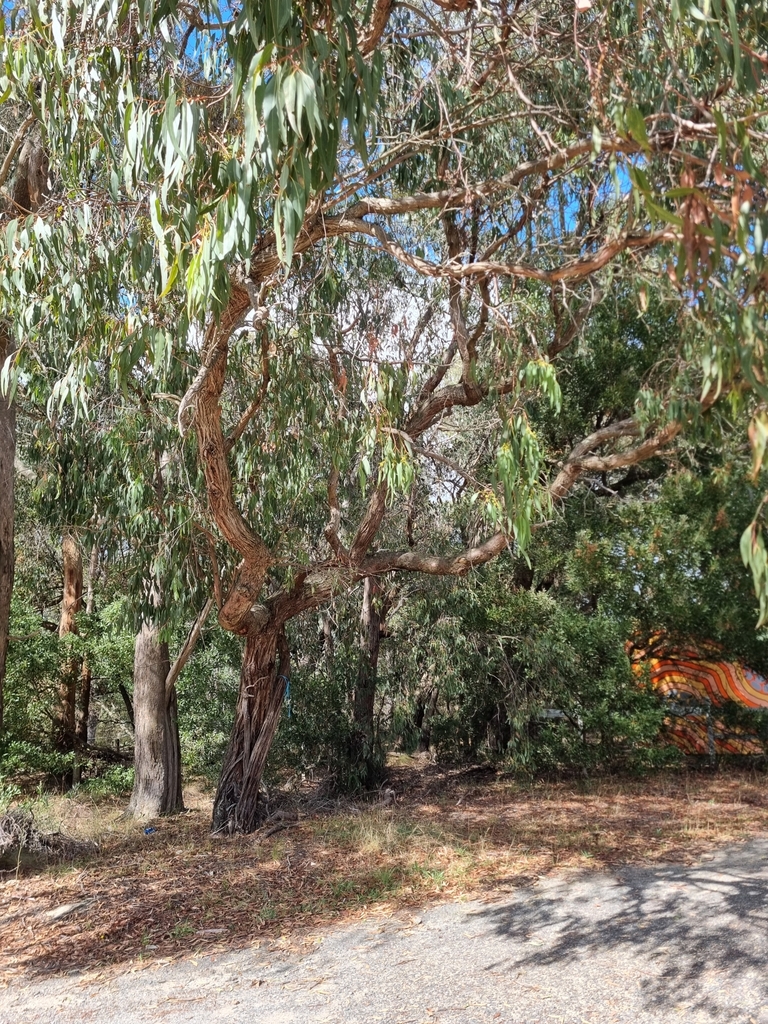 Green Scentbark from Emerald VIC 3782, Australia on March 31, 2025 at ...