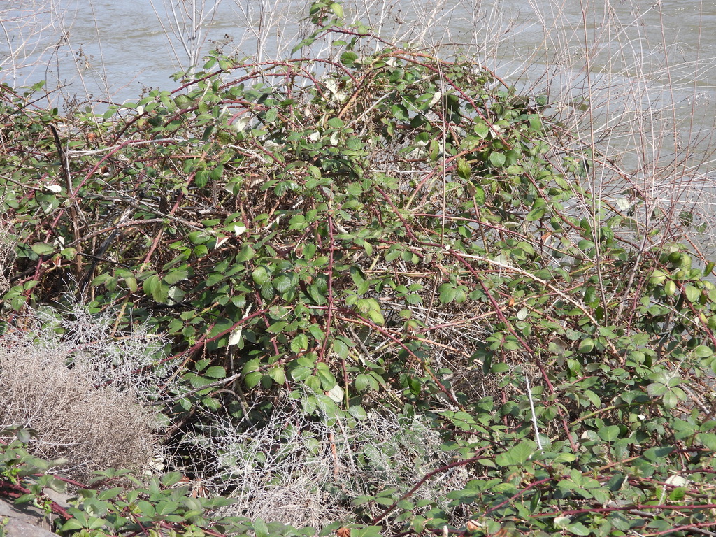 Himalayan Blackberry from Yakima, WA, USA on March 30, 2025 at 02:12 PM ...