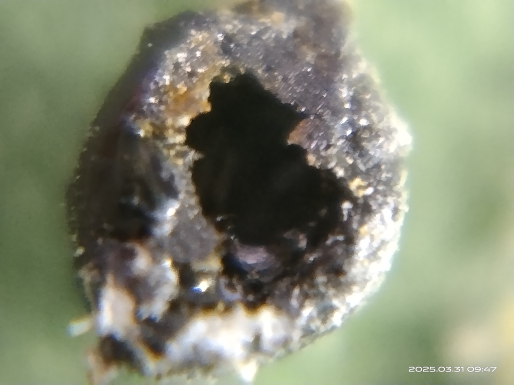 Black Olive Scale from Kaohsiung, TW-KH, TW on March 31, 2025 at 09:47 ...