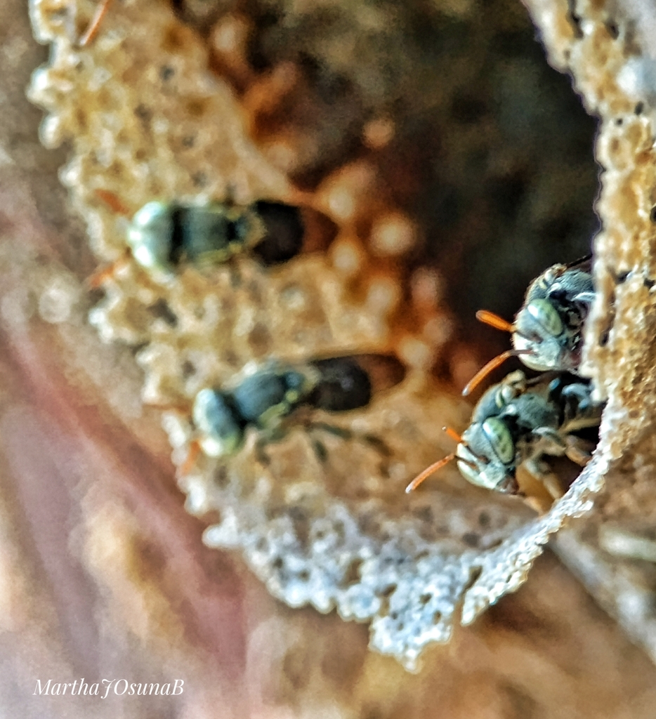 Mexican Pitted-Stingless bee from Desarrollo Urbano Tres Ríos, Culiacán ...