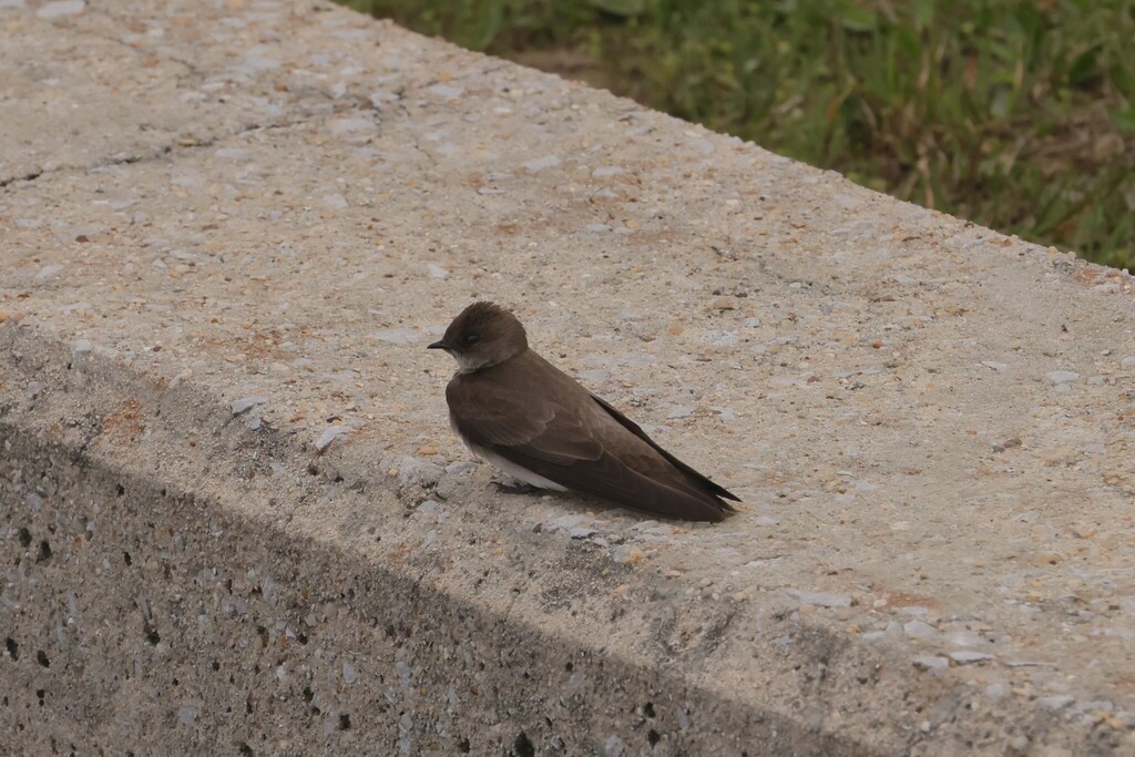 Northern Rough-winged Swallow from Oak Mountain State Park Pelham AL ...
