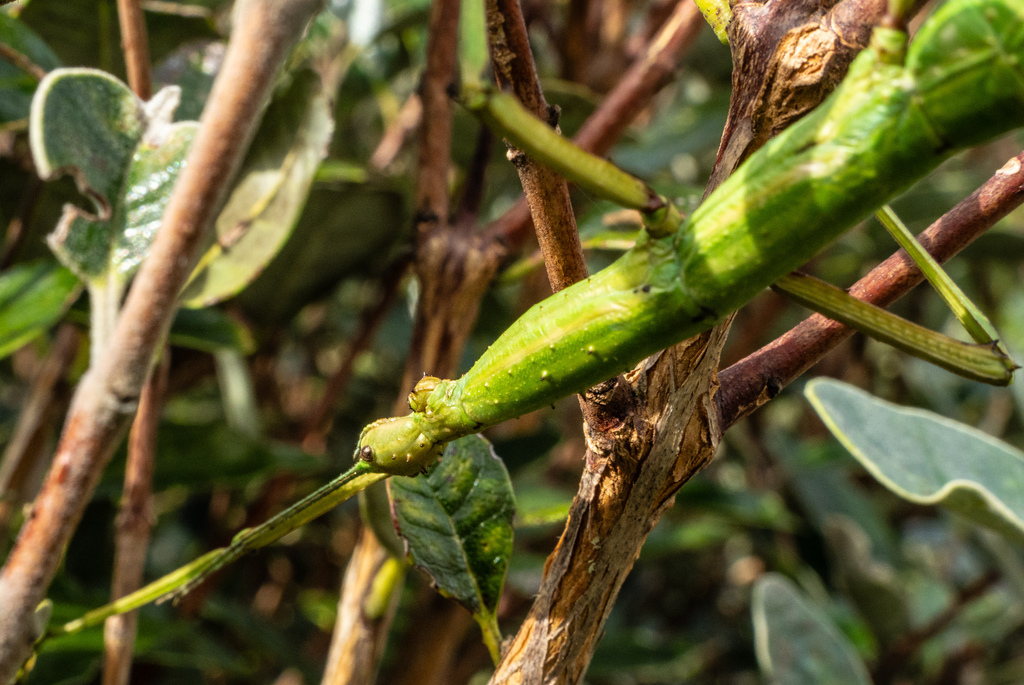 unarmed stick-insect from Maungakotukutuku 5032, New Zealand on March ...