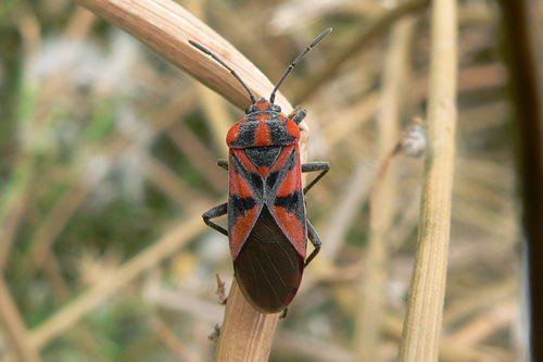 Spilostethus furculus · iNaturalist