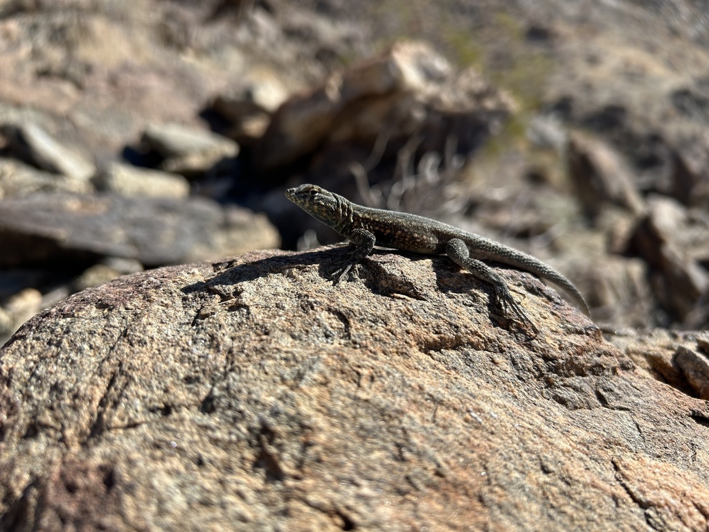 Western Side-blotched Lizard from Joshua Tree National Park, Twentynine ...