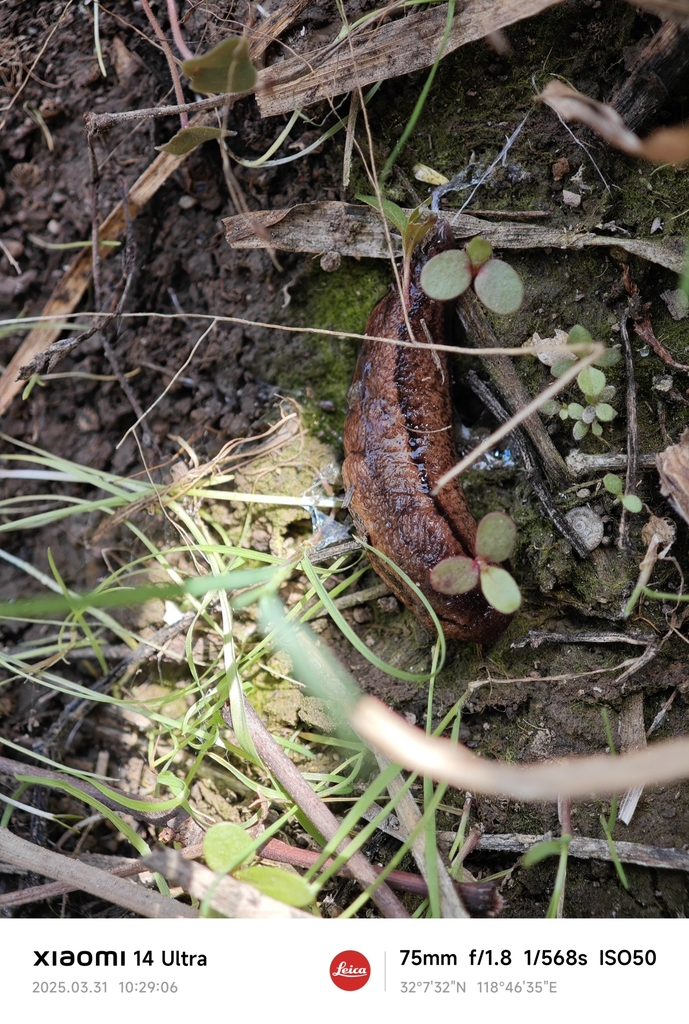 Chinese Slug from Nanjing, CN-JS, CN on March 31, 2025 at 10:29 AM by B ...