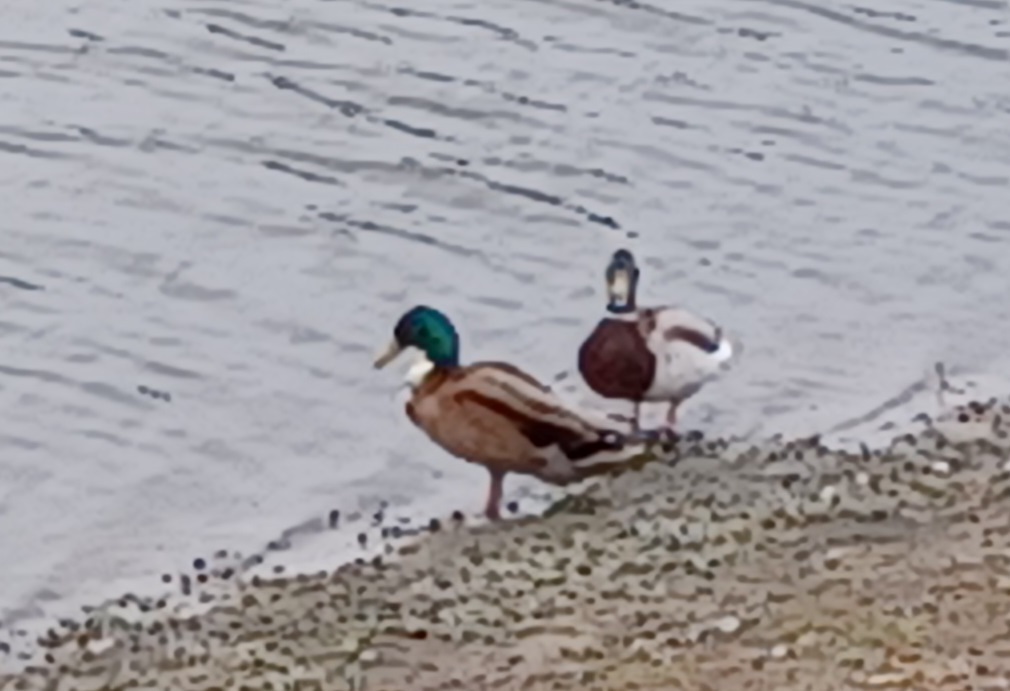 Domestic Mallard from San Joaquin Marsh, Irvine, CA 92612, USA on March ...