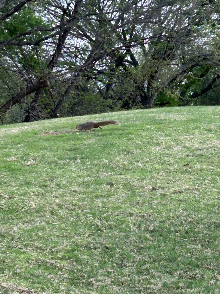 Eastern Fox Squirrel from Euless, TX, USA on March 28, 2025 at 05:41 PM by j_sanchez23. it was a ...