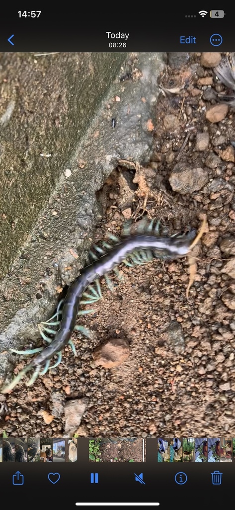 Australasian Giant Centipede from Mungalli, QLD, AU on March 31, 2025 ...