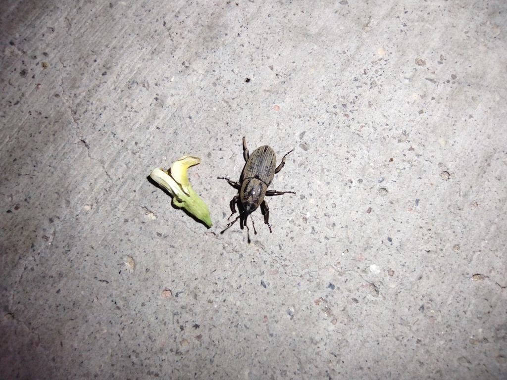 Hunting Billbug from South Mountain Village, Phoenix, AZ, USA on March ...