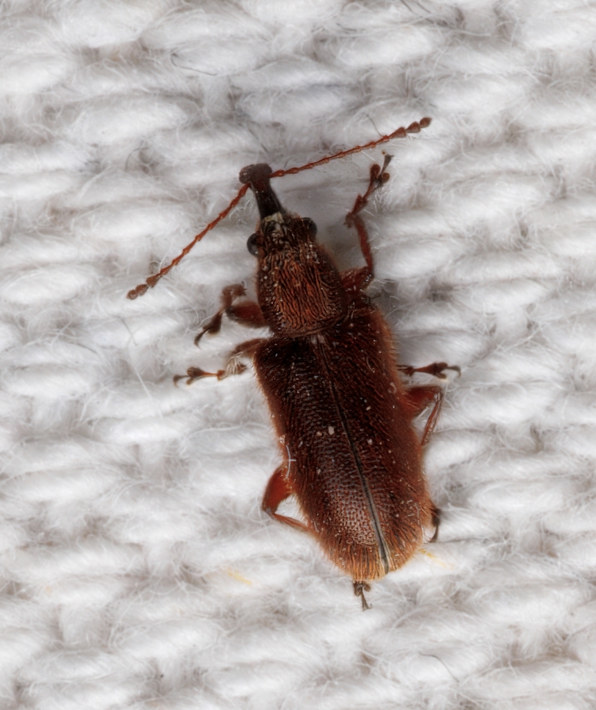 Cimberis from Scotts Bluff County, NE, USA on March 27, 2025 at 10:14 PM by Colin Croft ...