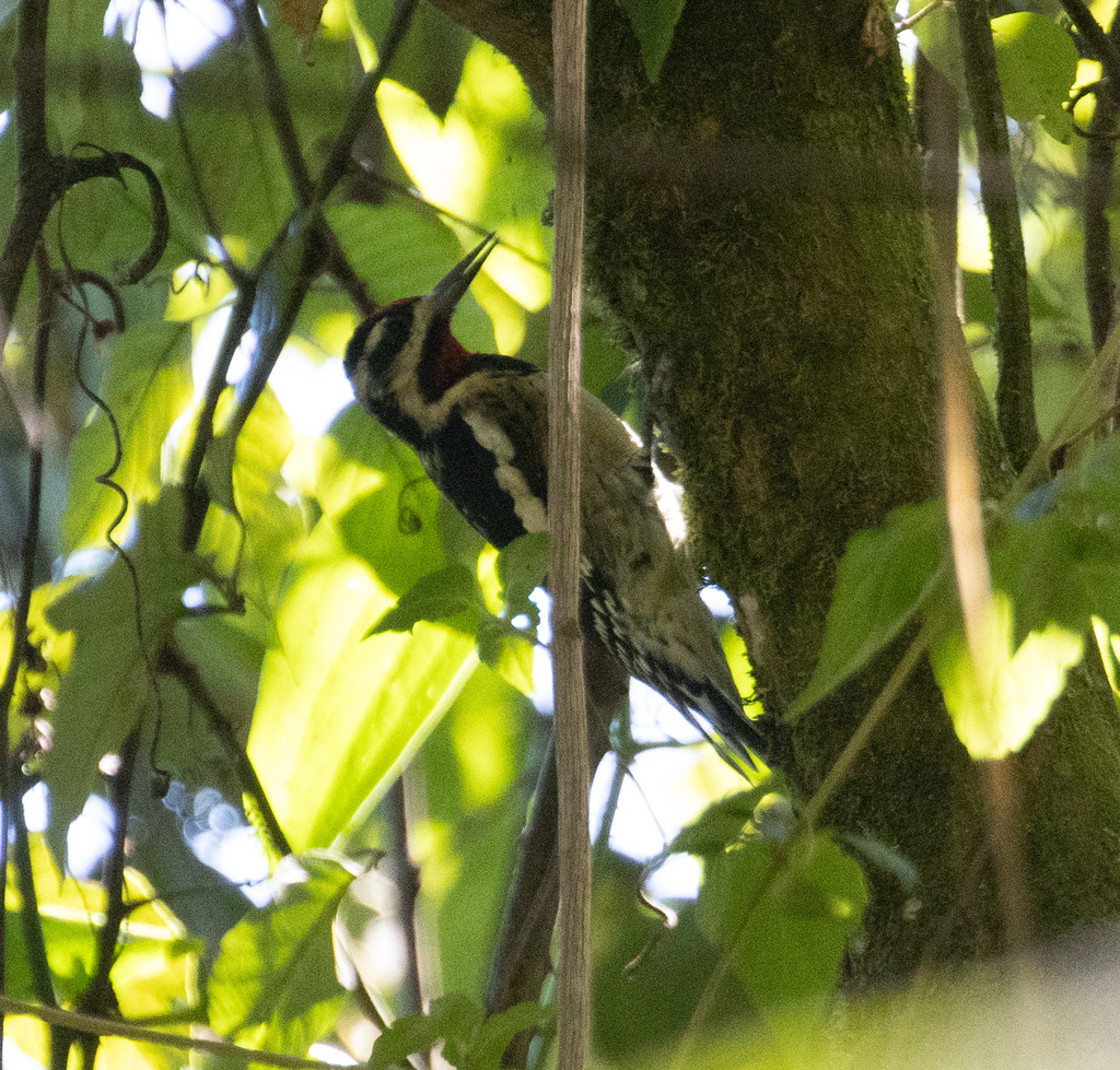 Carpintero Moteado desde Santiago Comaltepec, Oax., Mexico el 08 de ...