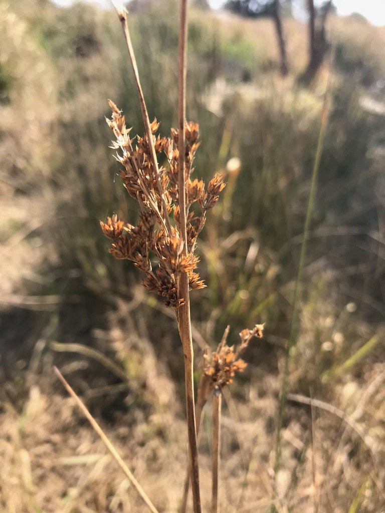 Salt Rush from Bojanala, North West, South Africa on August 13, 2019 at ...