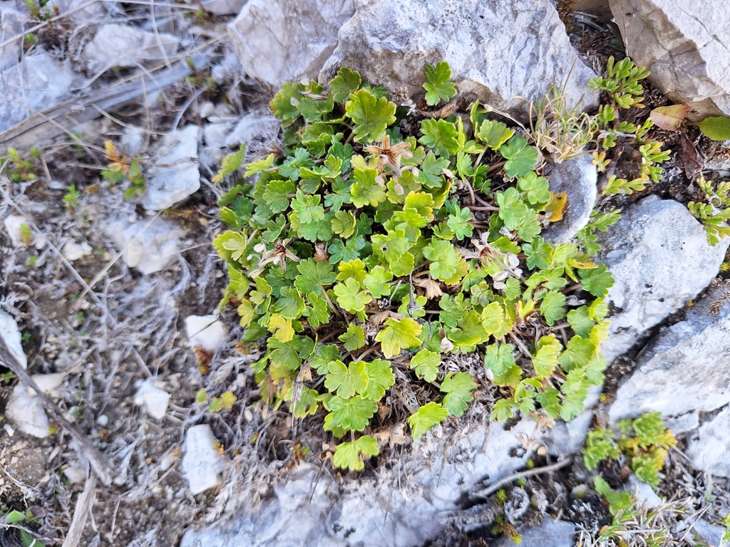 Alpine Crane's Bill from Ward 7285, New Zealand on March 27, 2025 at 10 ...