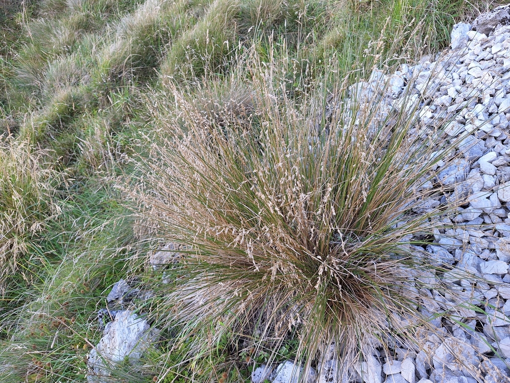 Silver Tussock from Ward 7285, New Zealand on March 27, 2025 at 09:43 ...