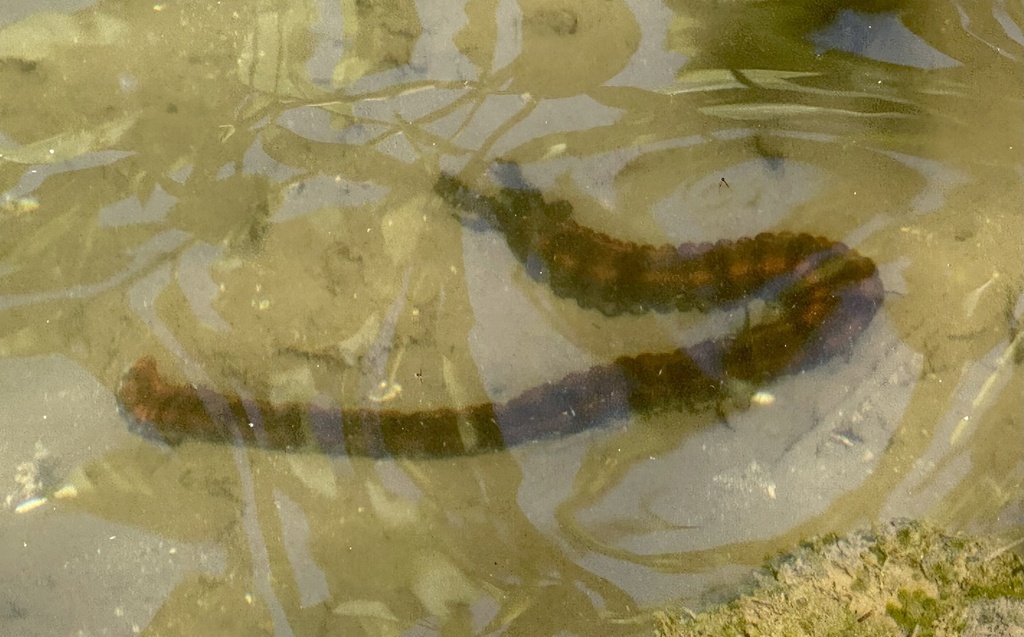 Opheodesoma spectabilis from Aiea, HI 96701, USA on March 29, 2025 at ...