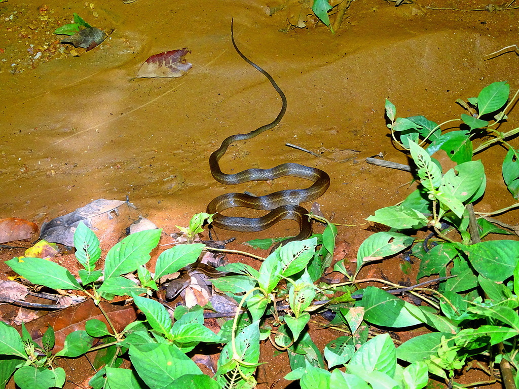 Boddaert's Tropical Racer from Ibiza, Altamira - PA, Brasil on January ...