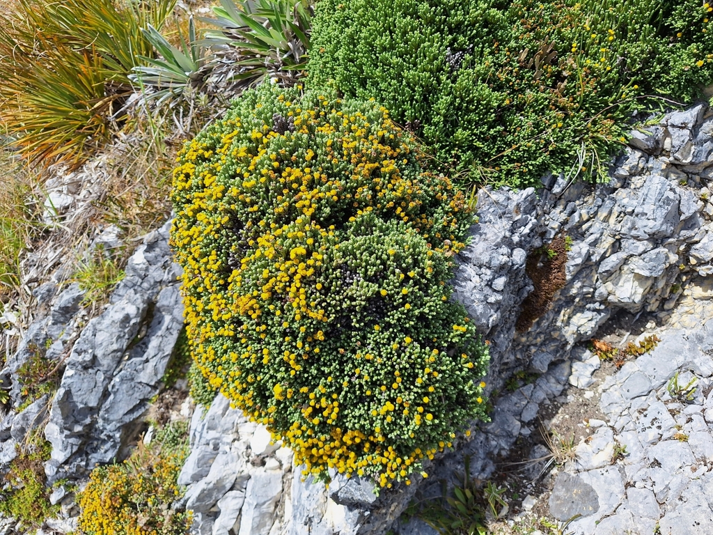 Everlasting-flowers from Ward 7285, New Zealand on March 26, 2025 at 02 ...