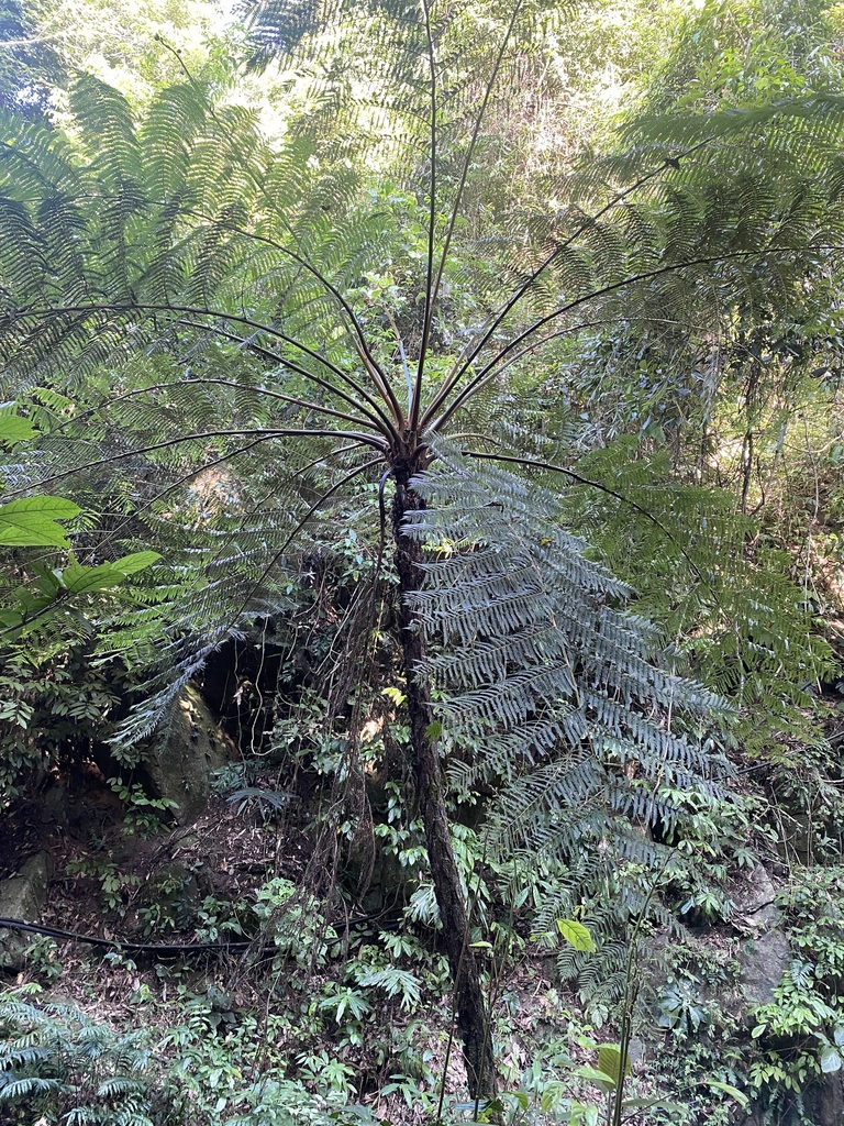 Sphaeropteris brunoniana in October 2024 by liangfern · iNaturalist