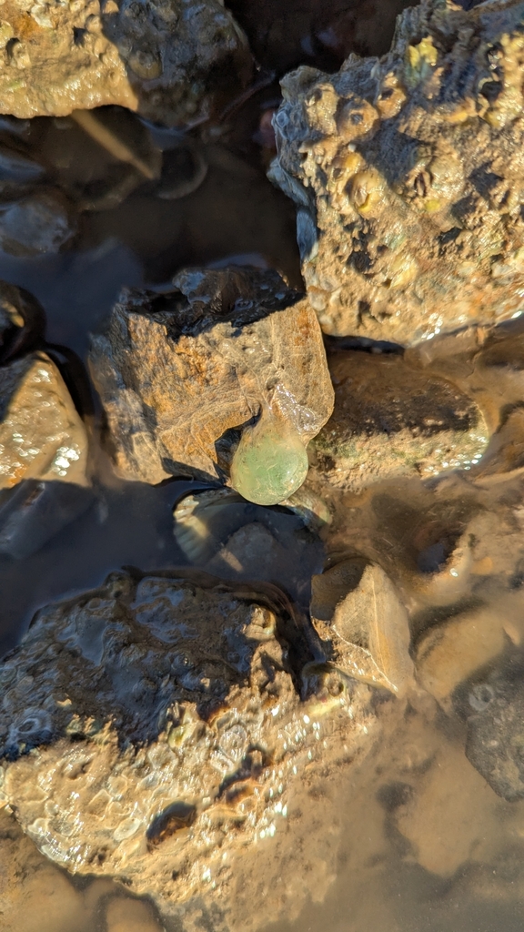Phyllodoce from United Kingdom on March 31, 2025 at 08:03 AM by B ...