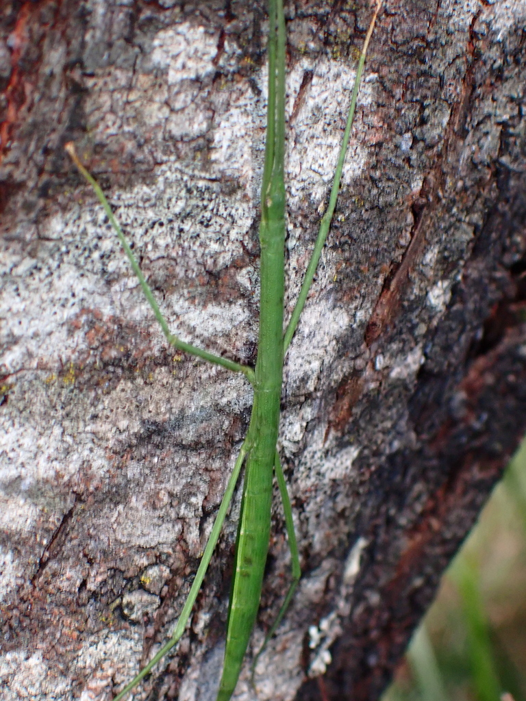 Sydney Stick Insect from Deep Pass, Newnes Plateau NSW 2790, Australia ...
