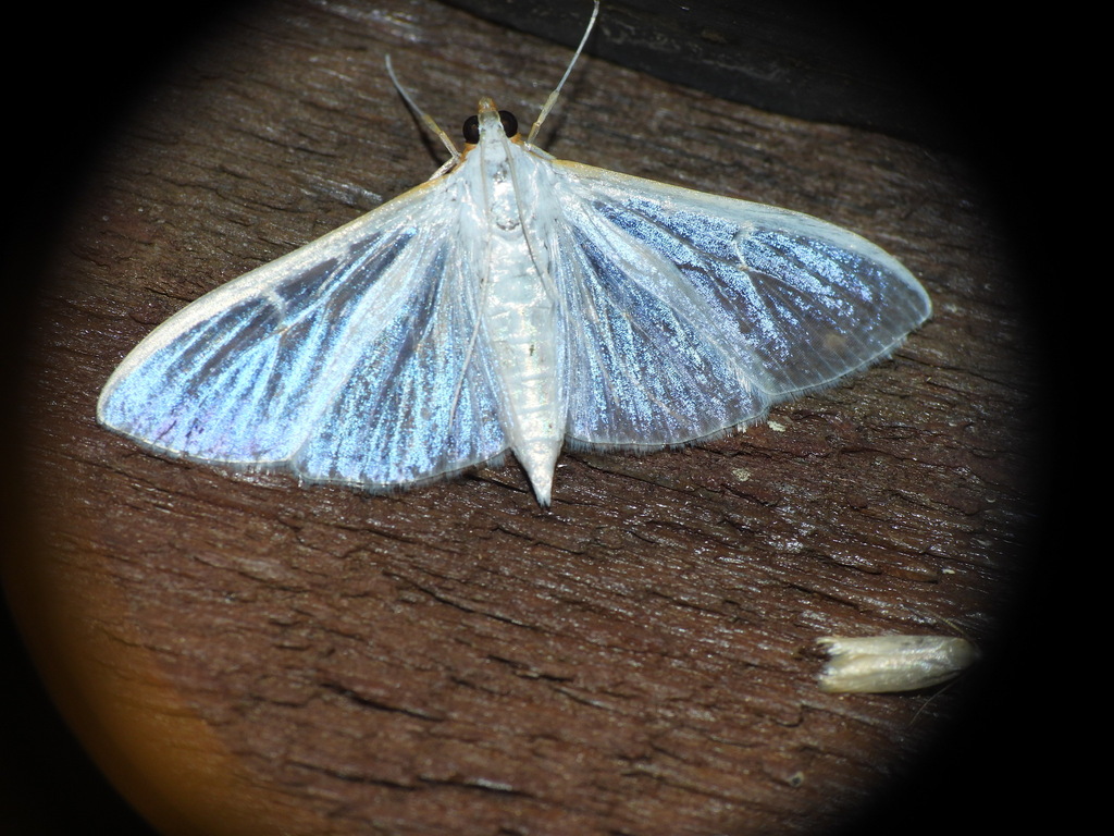 Palpita margaritacea from Coomba Park NSW 2428, Australia on March 31, 2025 at 08:42 PM by ...