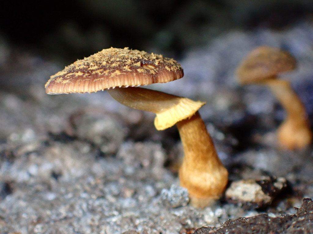 Descolea recedens from Deep Pass, Newnes Plateau NSW 2790, Australia on ...