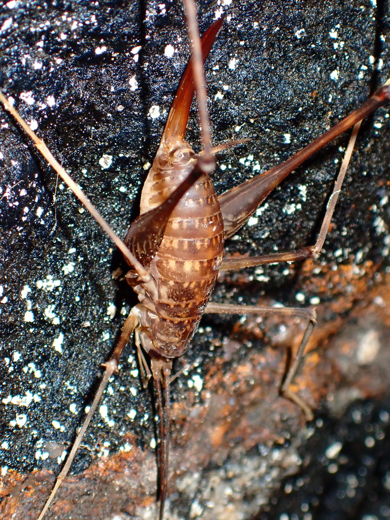 Australotettix montanus from Deep Pass, Newnes Plateau NSW 2790 ...