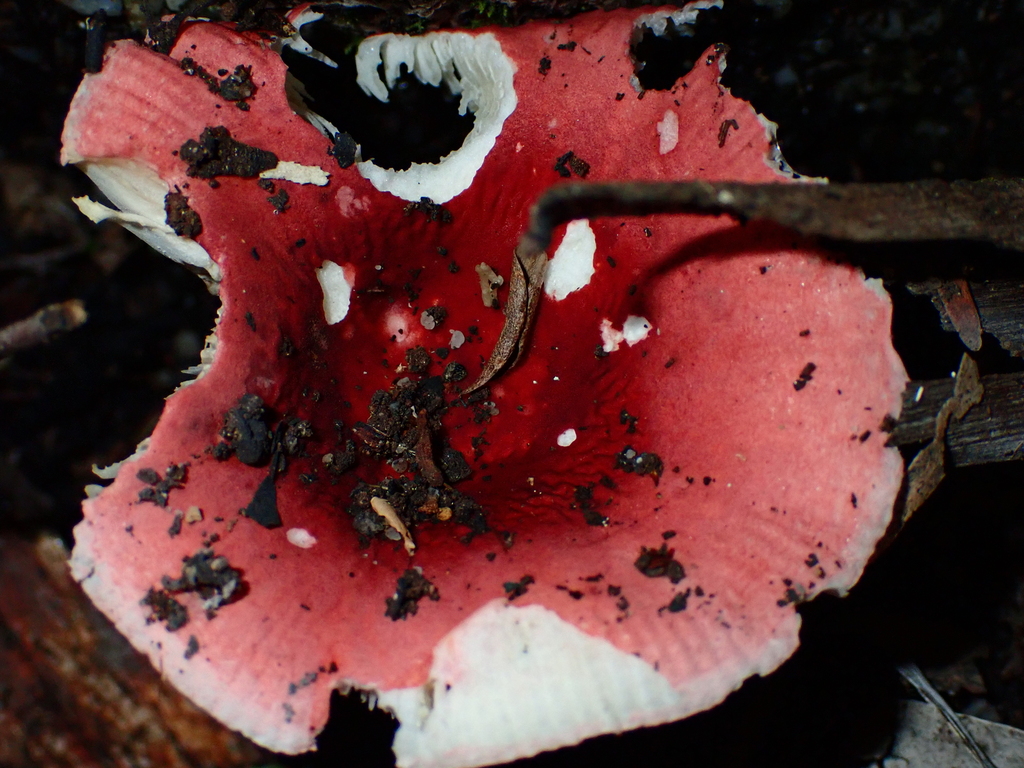 brittlegills from Deep Pass, Newnes Plateau NSW 2790, Australia on ...