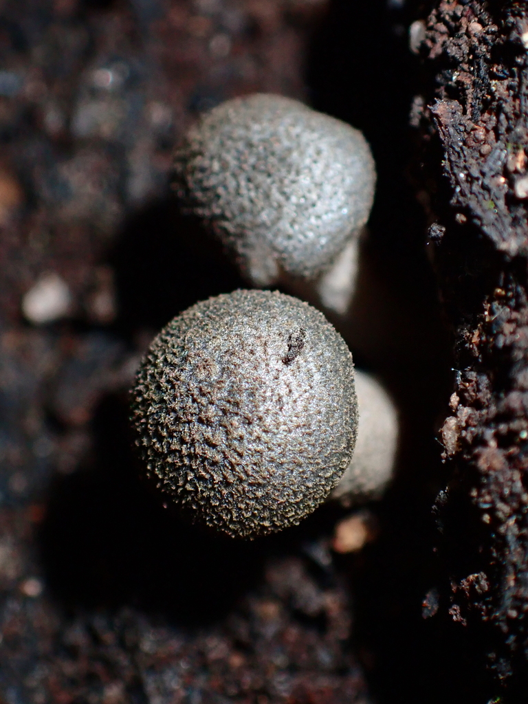 Armillaria fumosa from Deep Pass, Newnes Plateau NSW 2790, Australia on ...