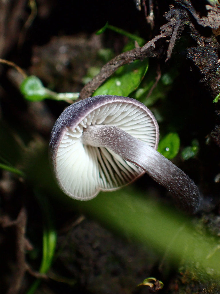 Pinkgills from Deep Pass, Newnes Plateau NSW 2790, Australia on March ...