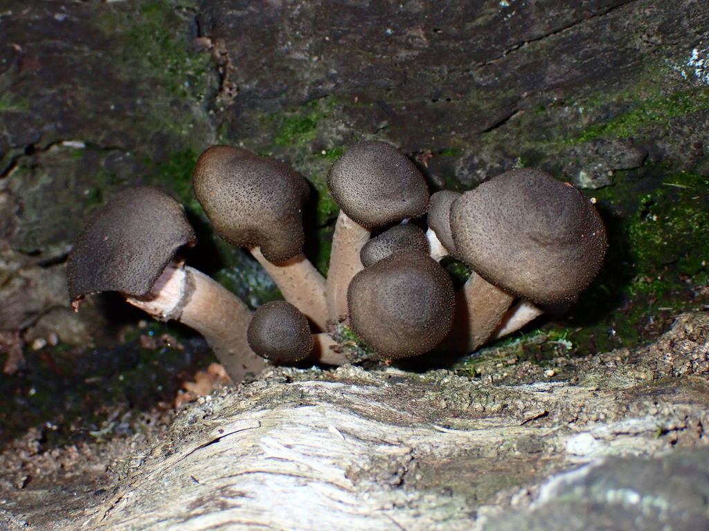 Armillaria fumosa from Deep Pass, Newnes Plateau NSW 2790, Australia on ...