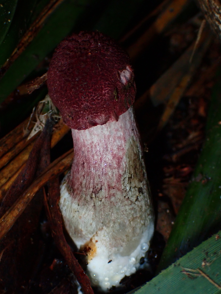 Boletellus from Deep Pass, Newnes Plateau NSW 2790, Australia on March ...