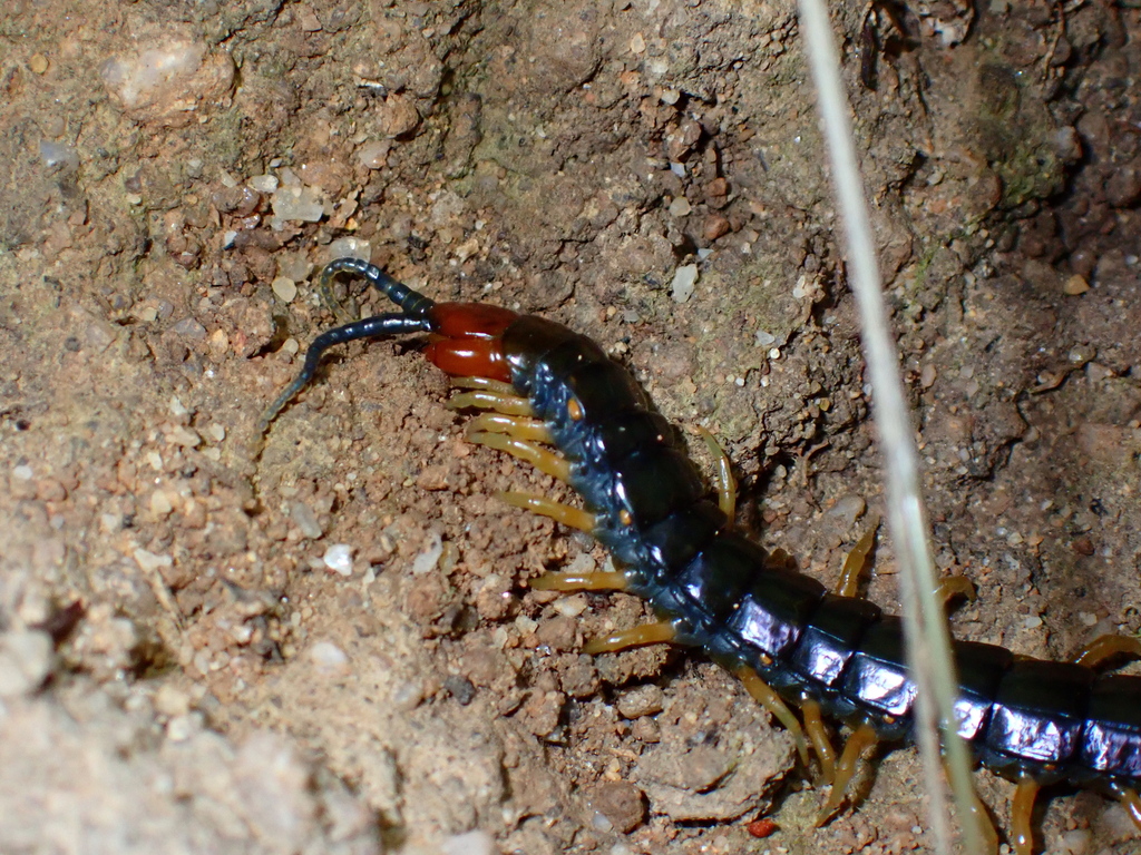 Westwood's Green Centipede from Deep Pass, Newnes Plateau NSW 2790 ...