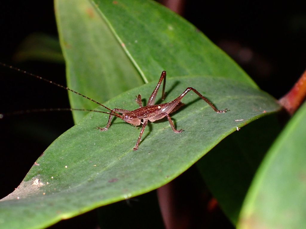 Sydney Woodland Katydid from Deep Pass, Newnes Plateau NSW 2790 ...