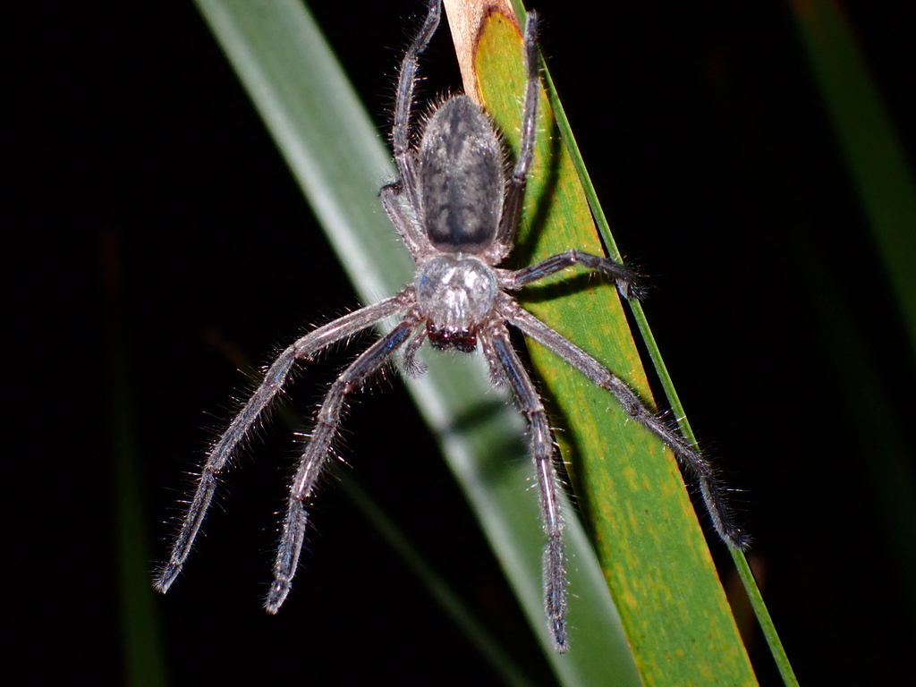 Social Huntsman Spider from Deep Pass, Newnes Plateau NSW 2790 ...