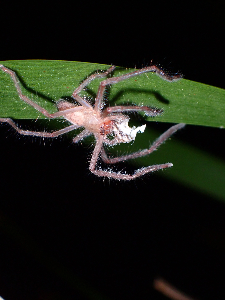 Social Huntsman Spider from Deep Pass, Newnes Plateau NSW 2790 ...