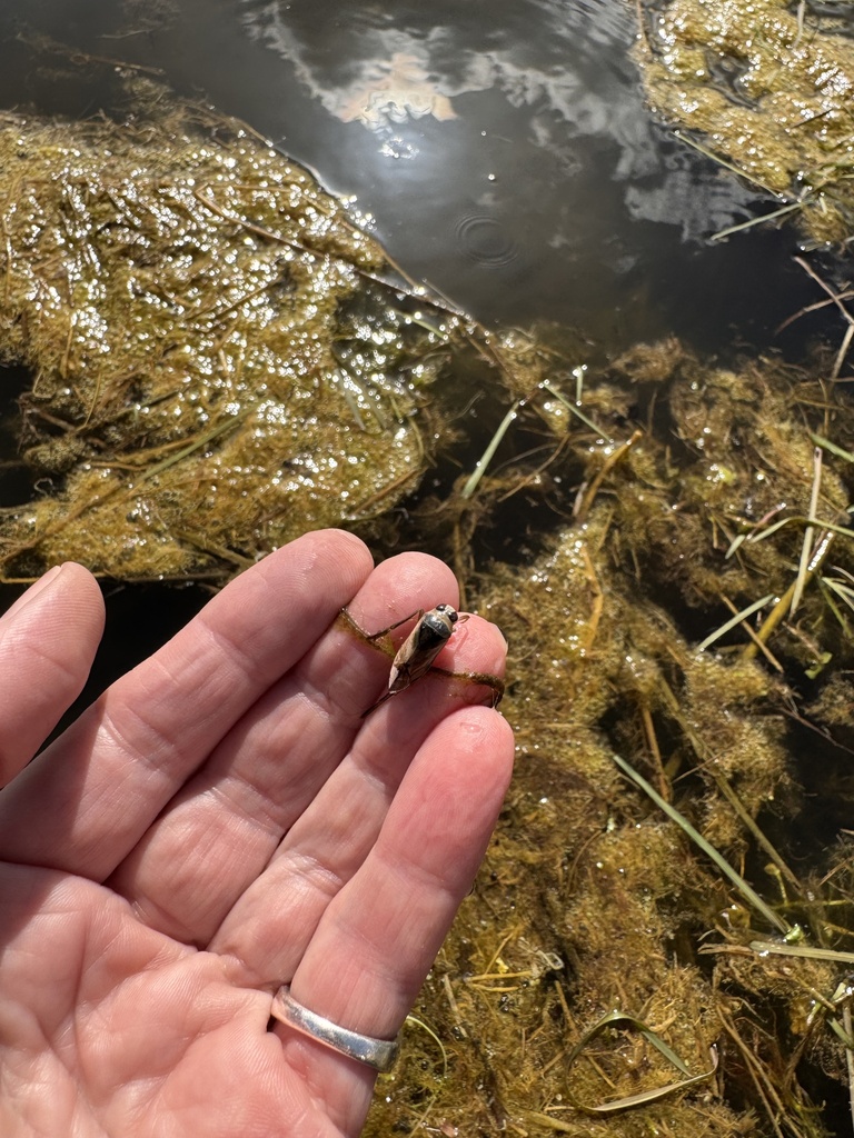 Eurasian Greater Water Boatman from Saham Toney, Thetford, England, GB ...