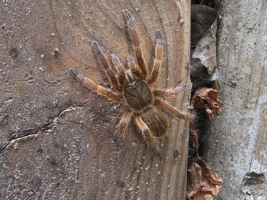 Chinese Fawn Tarantula from Sanya, CN-HA, CN on March 31, 2025 at 02:32 ...
