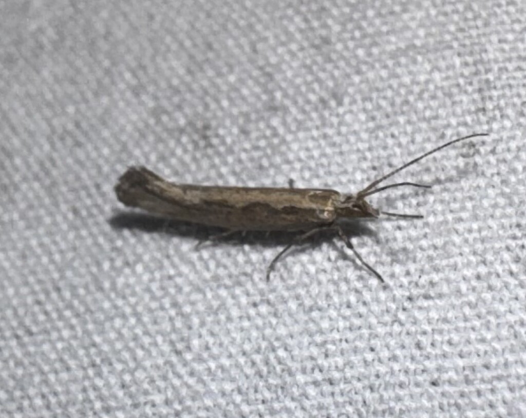 Diamondback Moth from Along Ijams Branch, off of Co. Rd. 275 ...