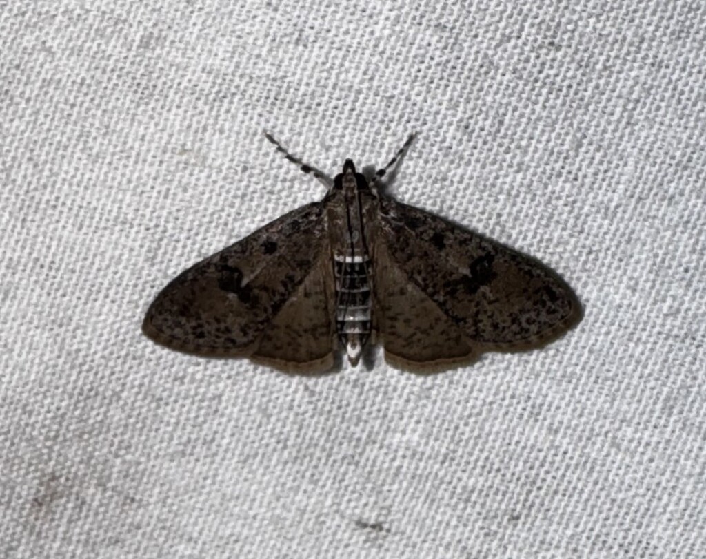 Splendid Palpita Moth from Along Ijams Branch, off of Co. Rd. 275 ...